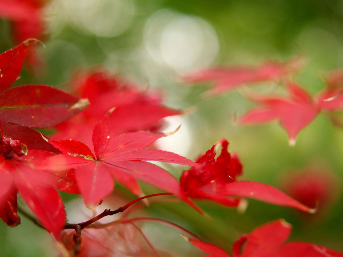 紅極めて | GANREF