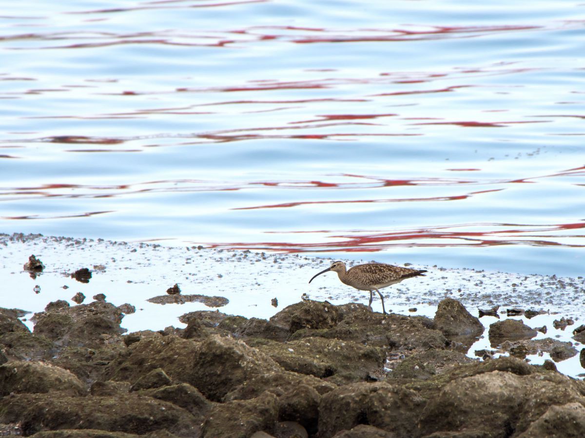 チュウシャクシギ | GANREF
