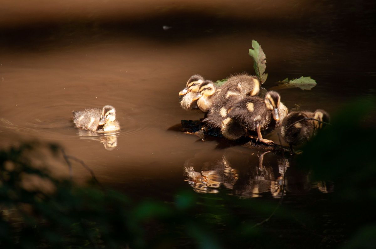 Brothers & Sisters | GANREF