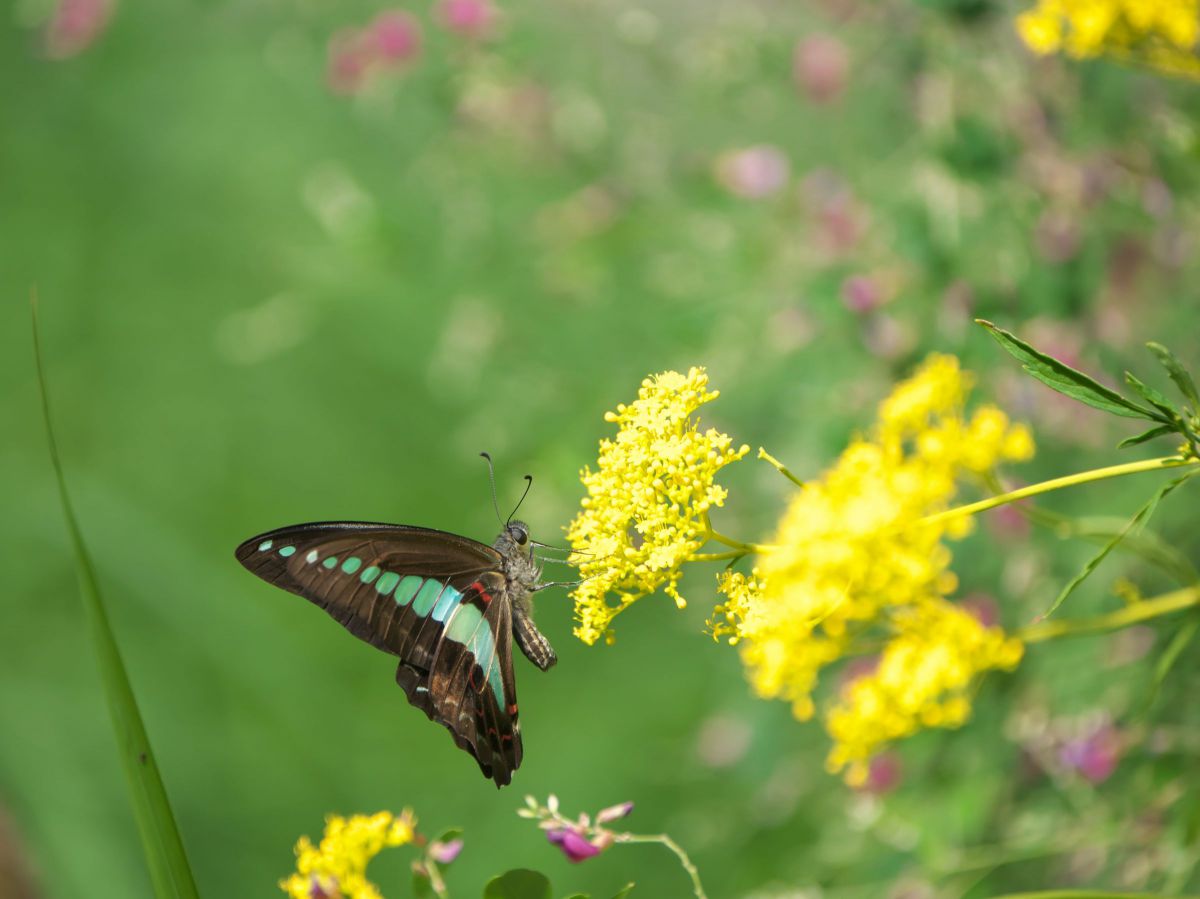 秋景色とアオスジアゲハ | GANREF