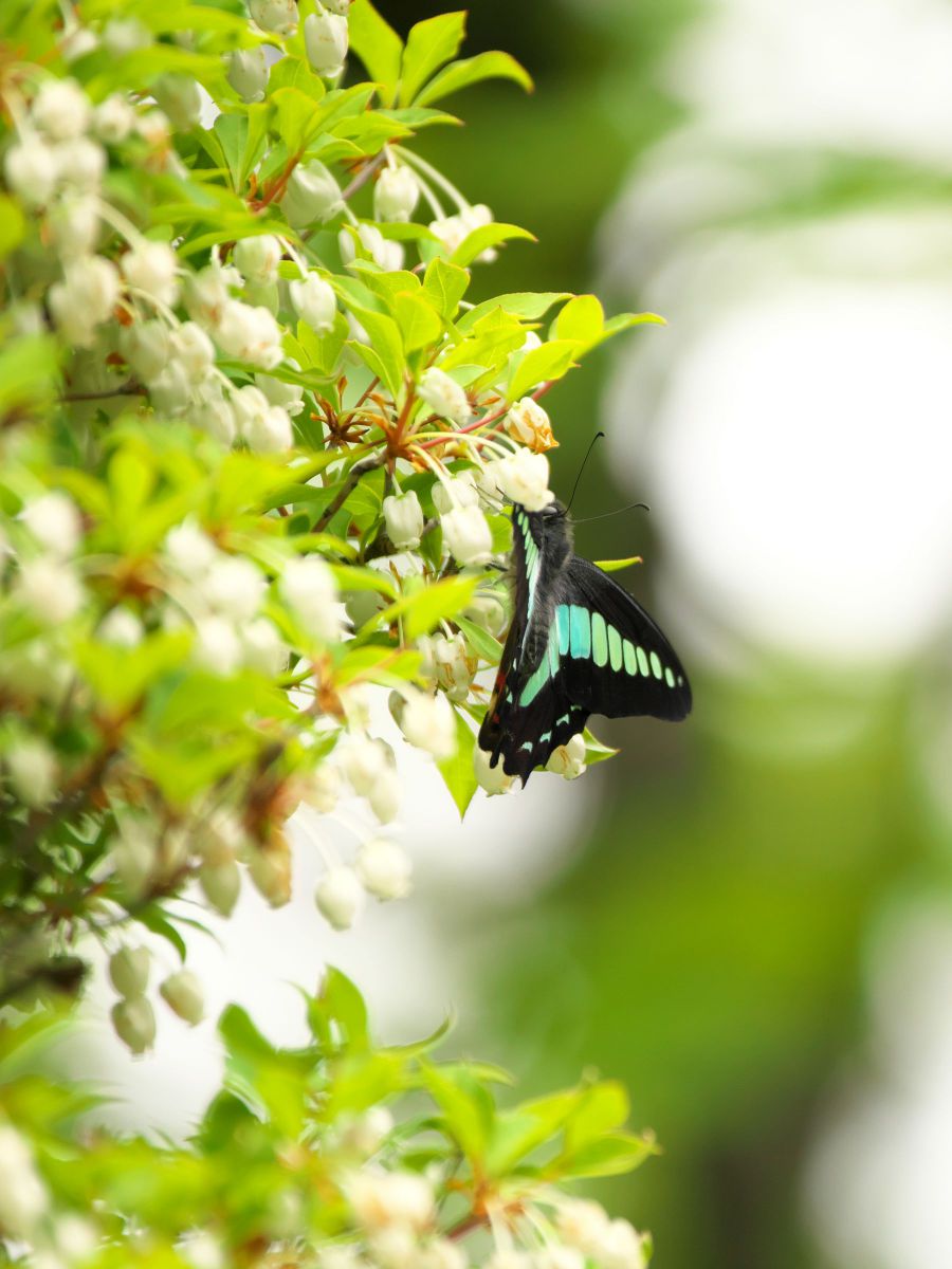 魅惑の藍 | GANREF