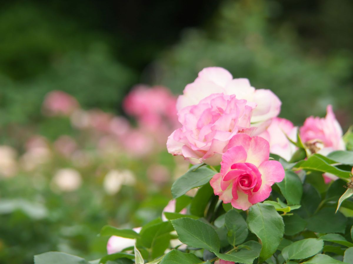 爽やかに | GANREF