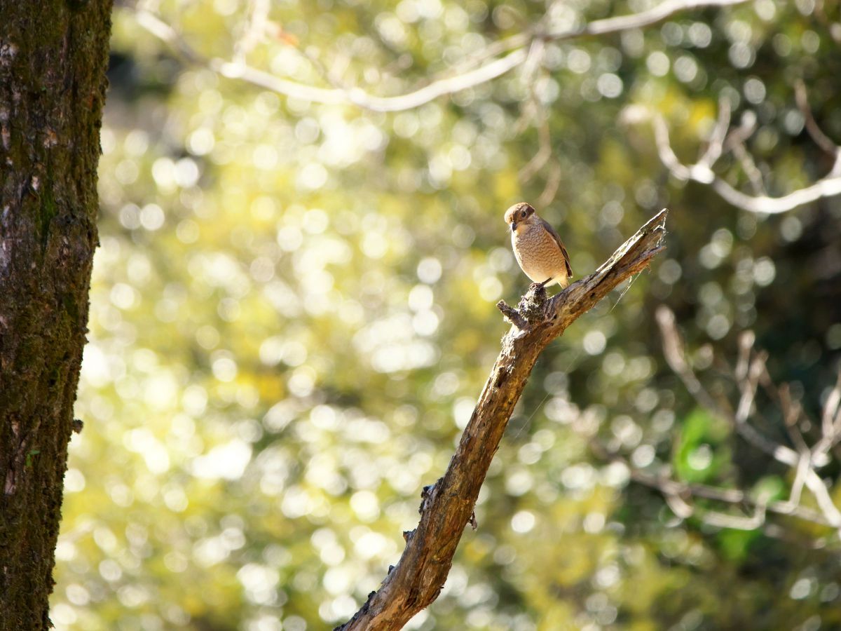 虫さん探し | GANREF