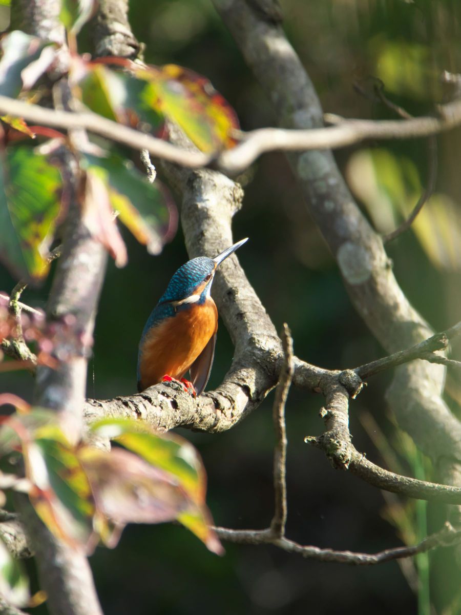 見上げるカワセミさん | GANREF
