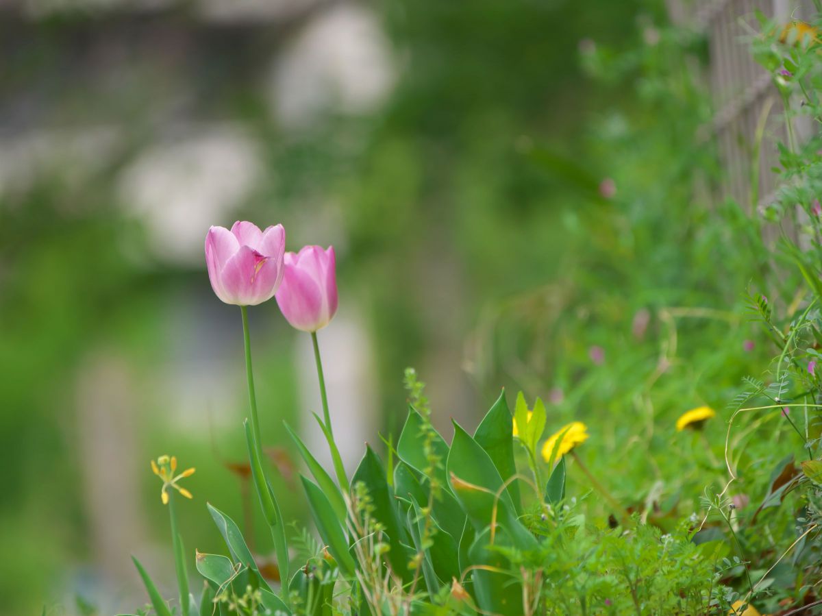 散歩道の2人 | GANREF