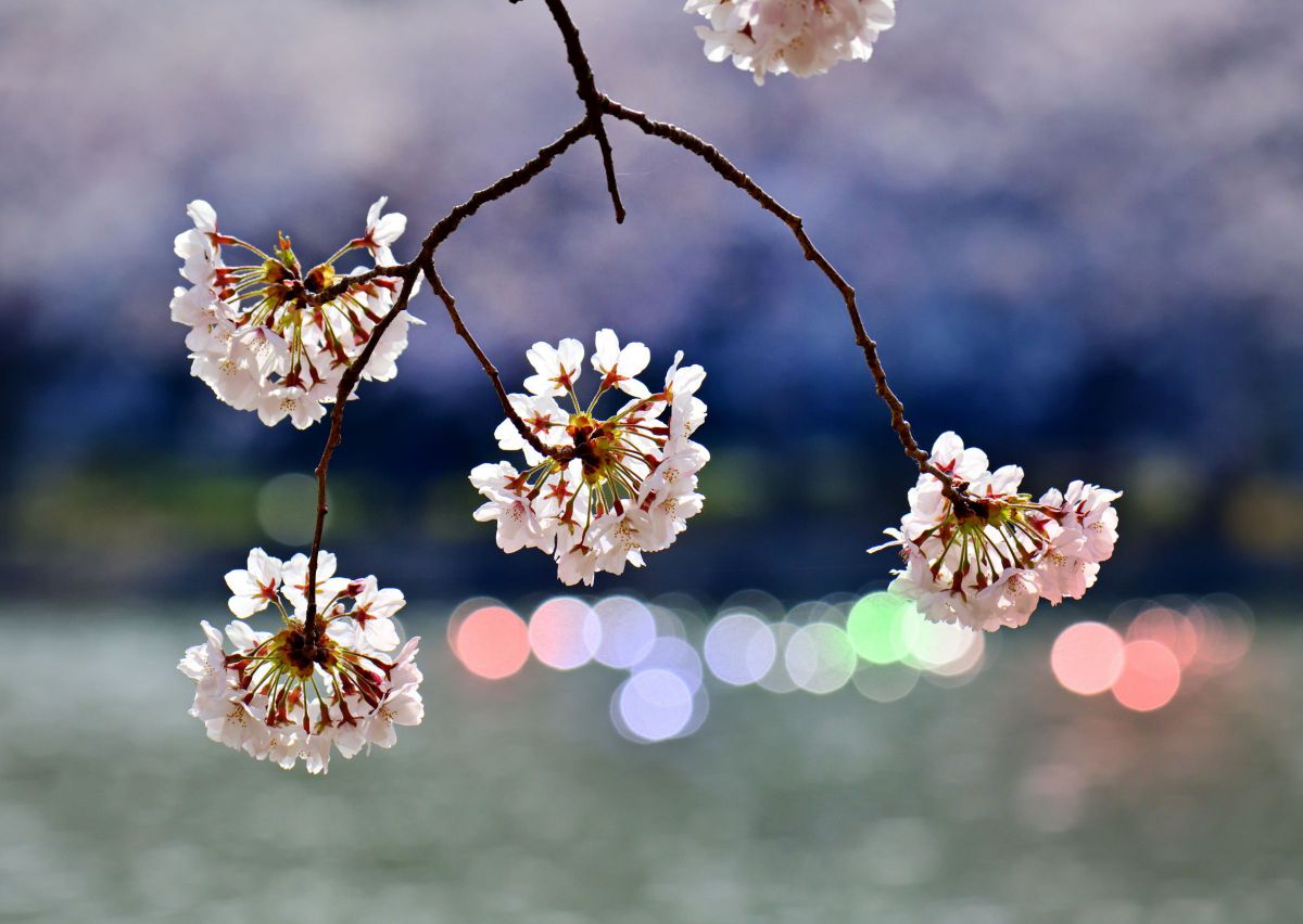 quartet cherry | GANREF