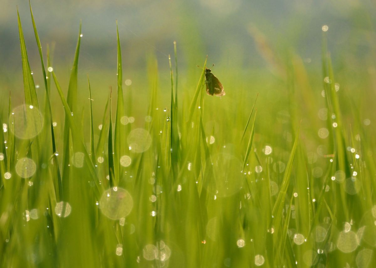 morning dew | GANREF