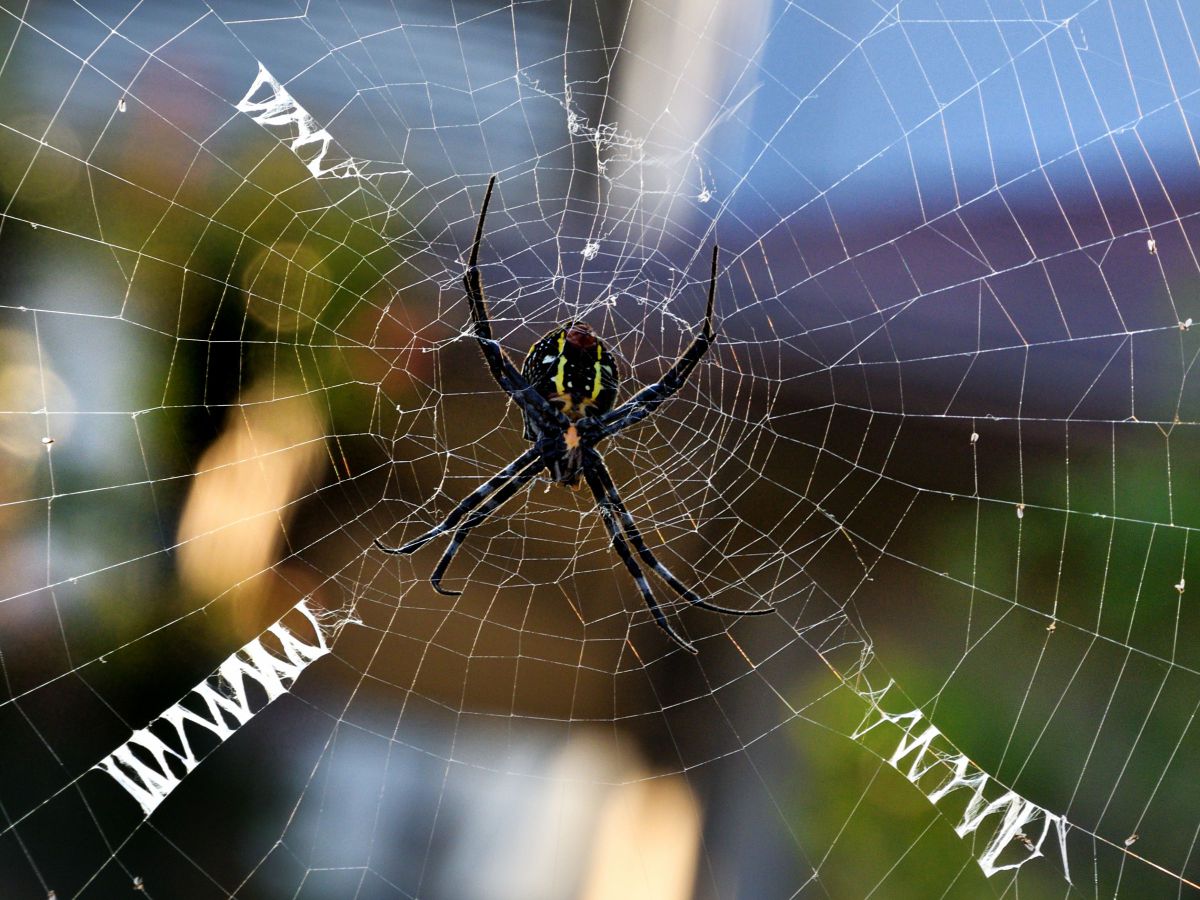 spider is weaving a web | GANREF