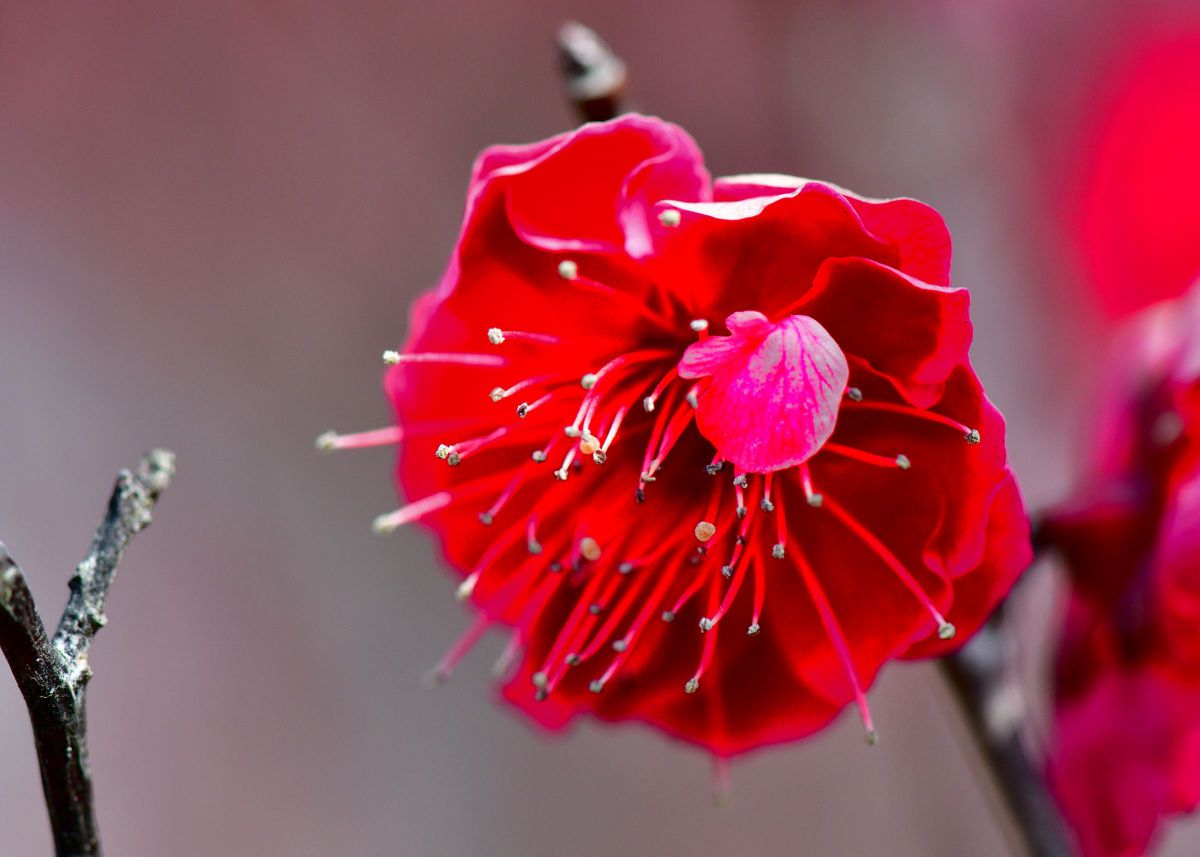 Red ume blossom | GANREF
