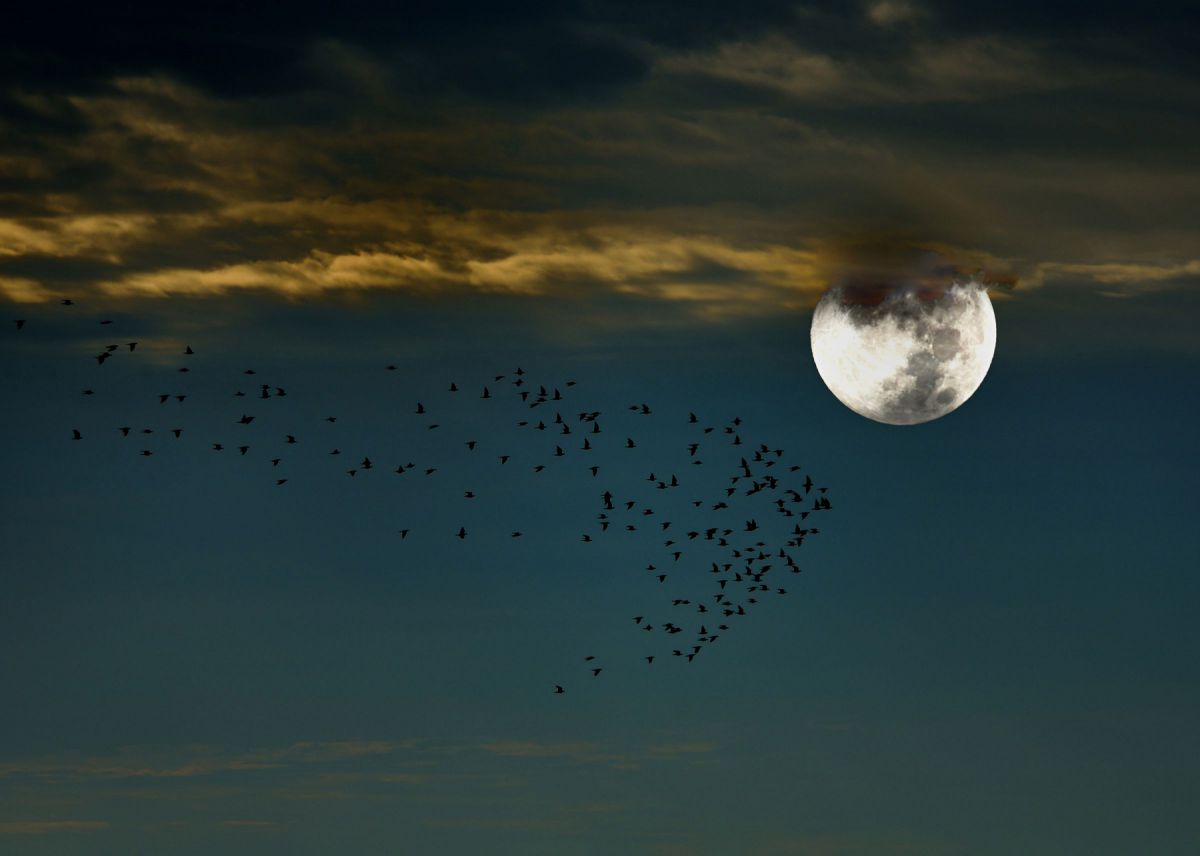 moonlight flying | GANREF