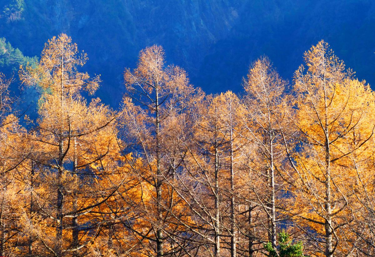 晩秋景・2024-11-11-15-08 | GANREF