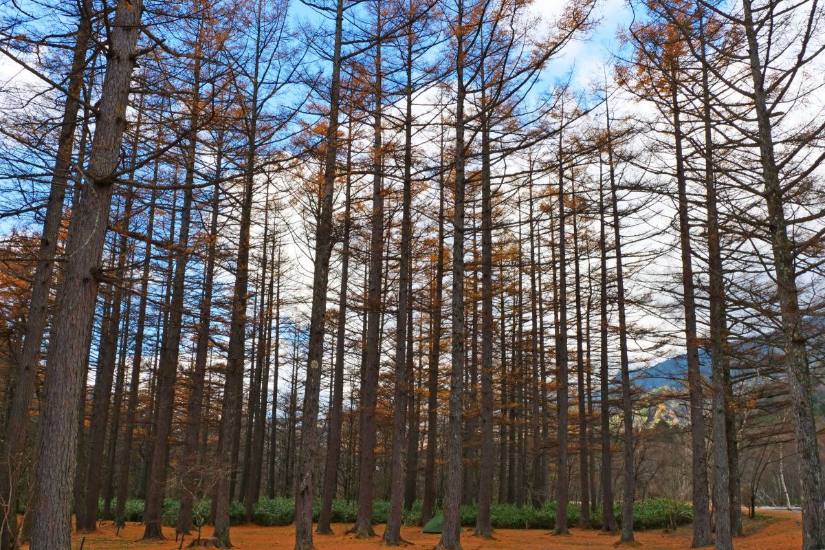 晩秋景・2024-11-12-08-43 | GANREF