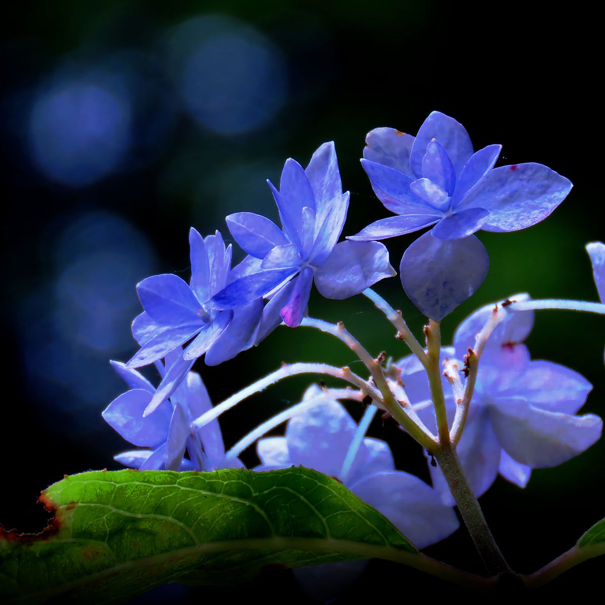 梅雨の合間に・6 | GANREF