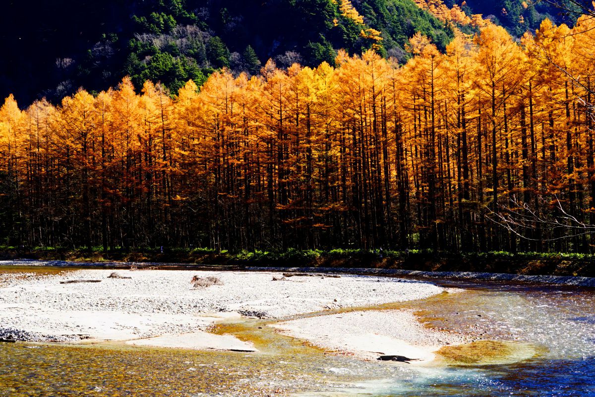 晩秋景・2022-11-3-11-28 | GANREF