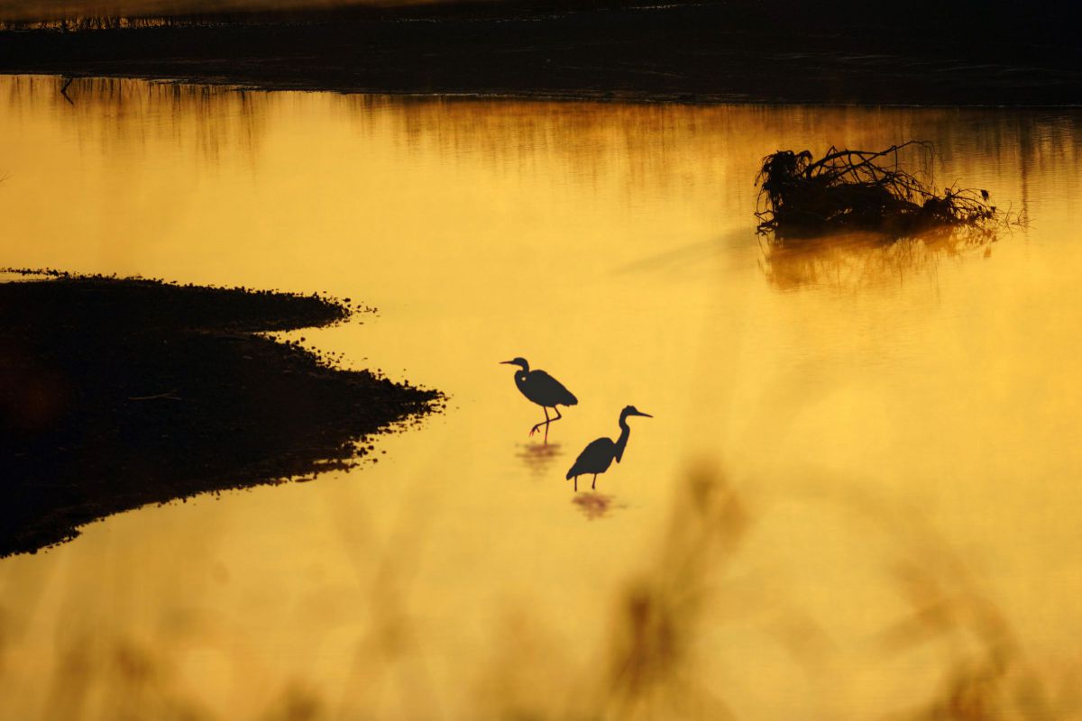 Golden River | GANREF