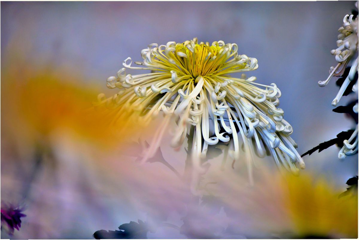 選択的被写界設定の大輪の菊の花撮影 | GANREF