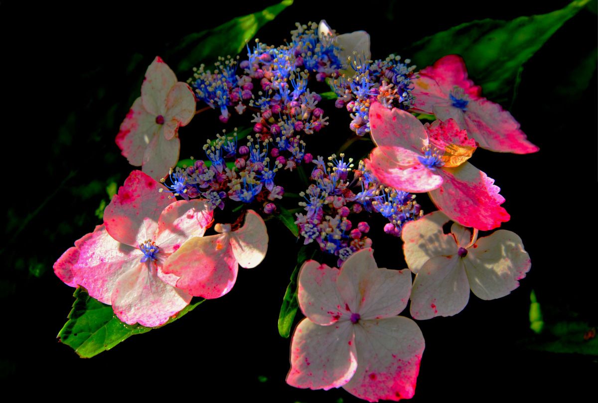 斑明暗・極多彩なガクアジサイ | GANREF