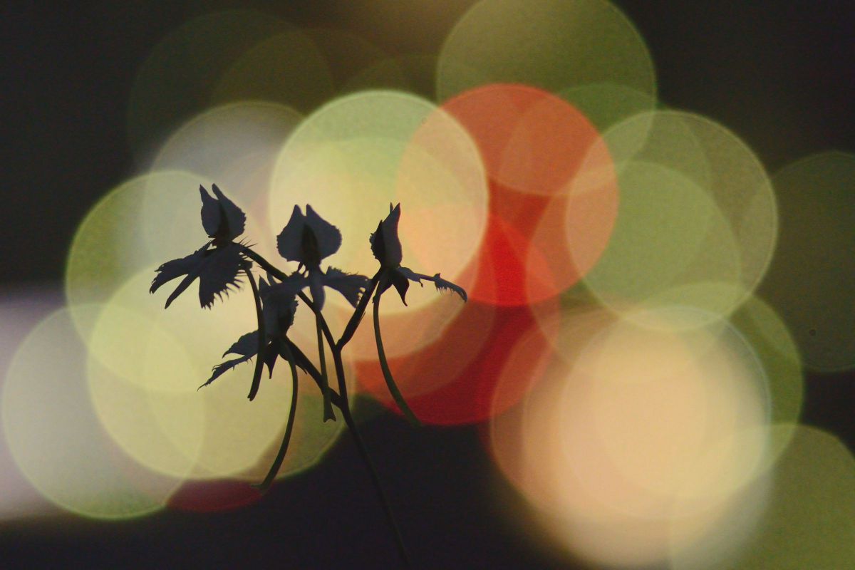 夜の宙に舞うサギの群れ | GANREF