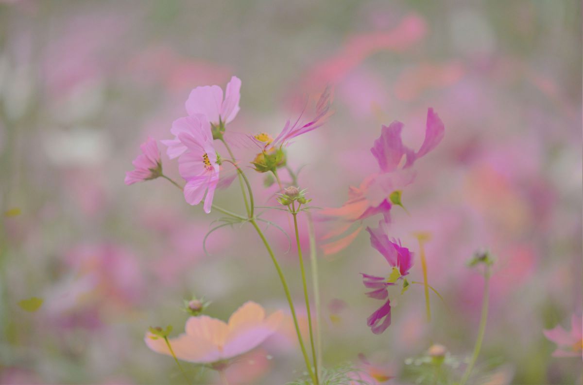 コスモス幻想 1. 華麗なる乱舞 | GANREF