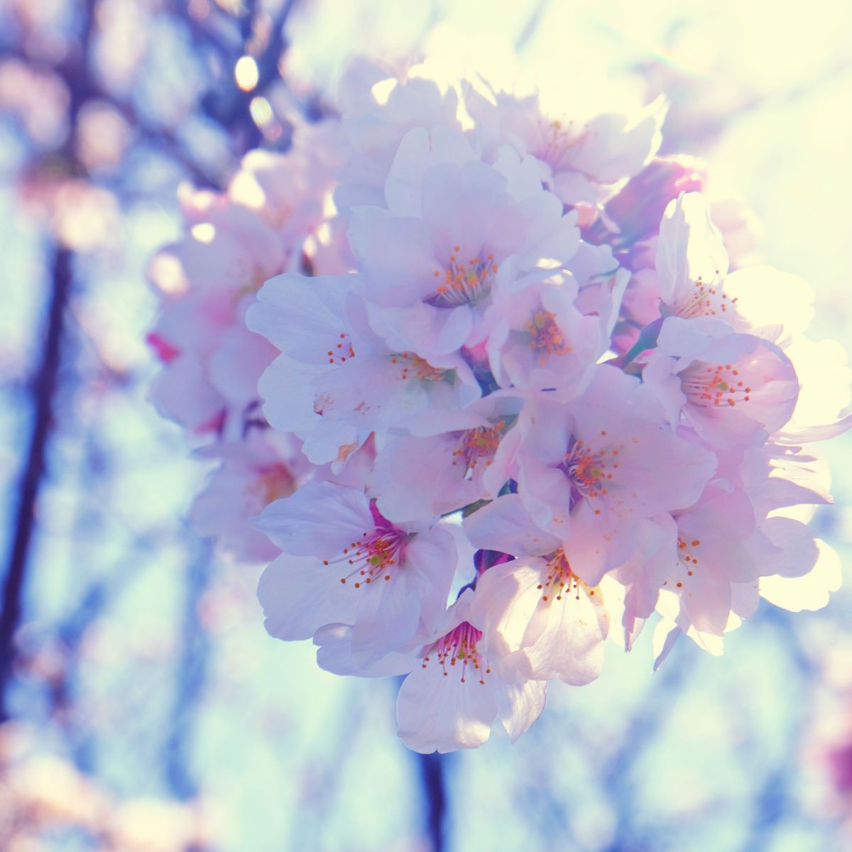 SAKURA Photography | GANREF