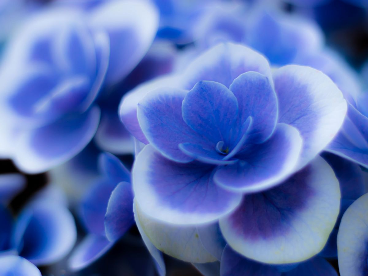 Hydrangea of lavender。 | GANREF