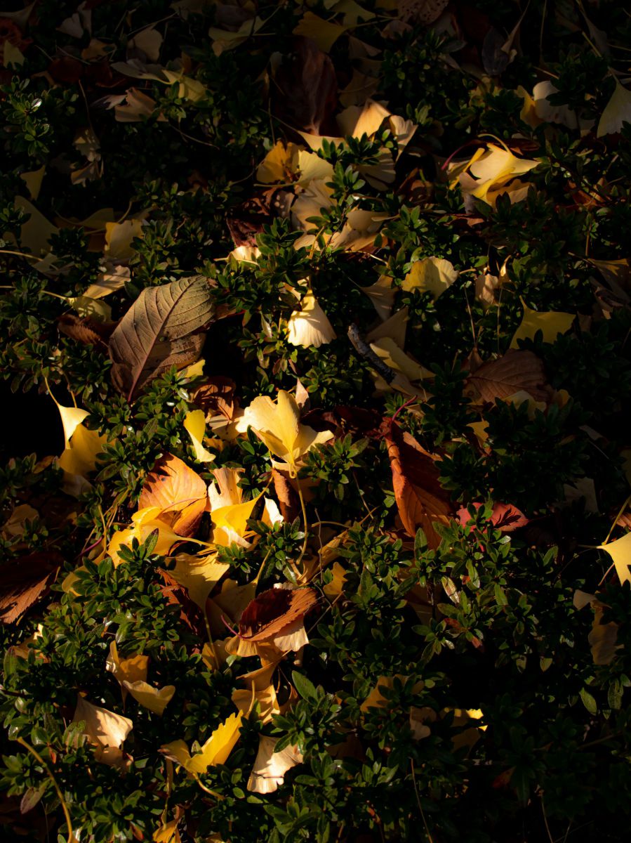 Gold leaf。 | GANREF