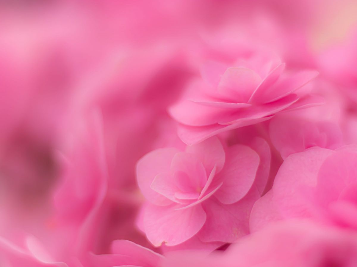 Hydrangea of pink。 | GANREF
