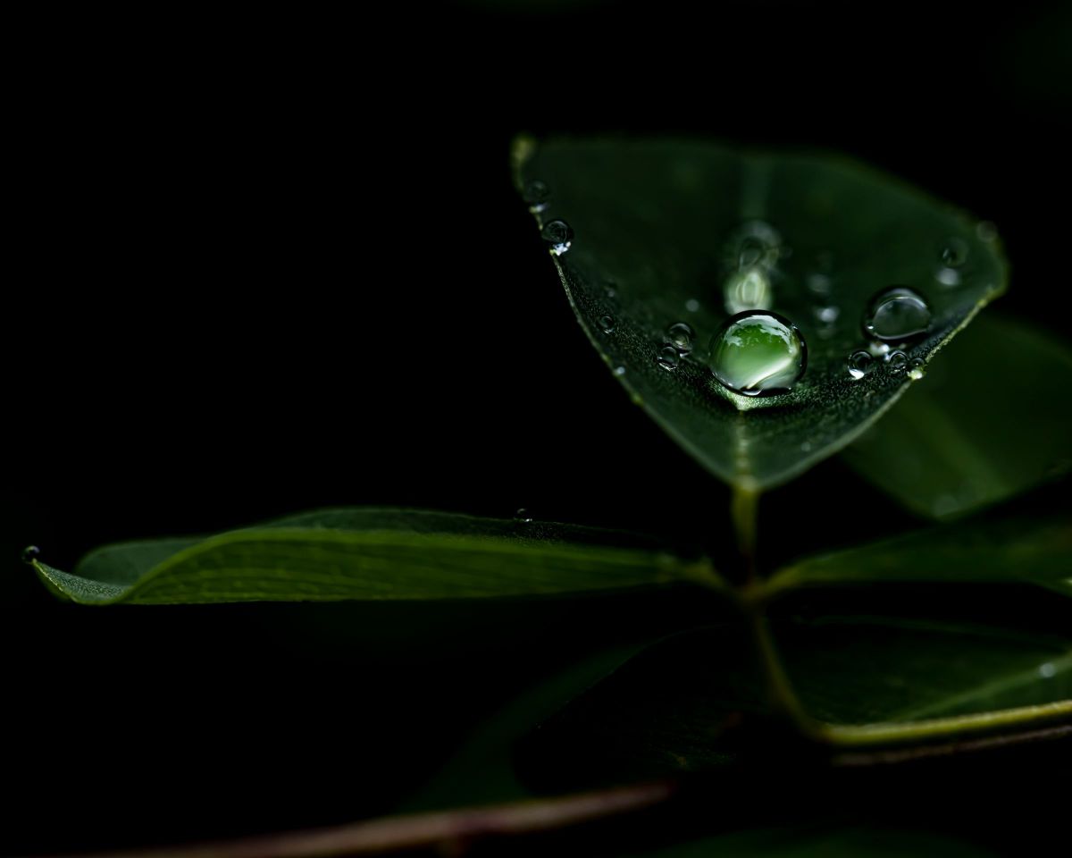 water jewel。 | GANREF