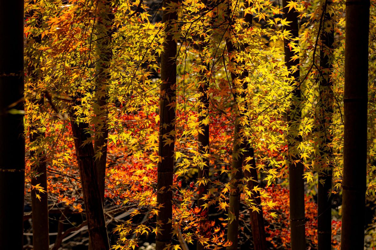 see through。 | GANREF