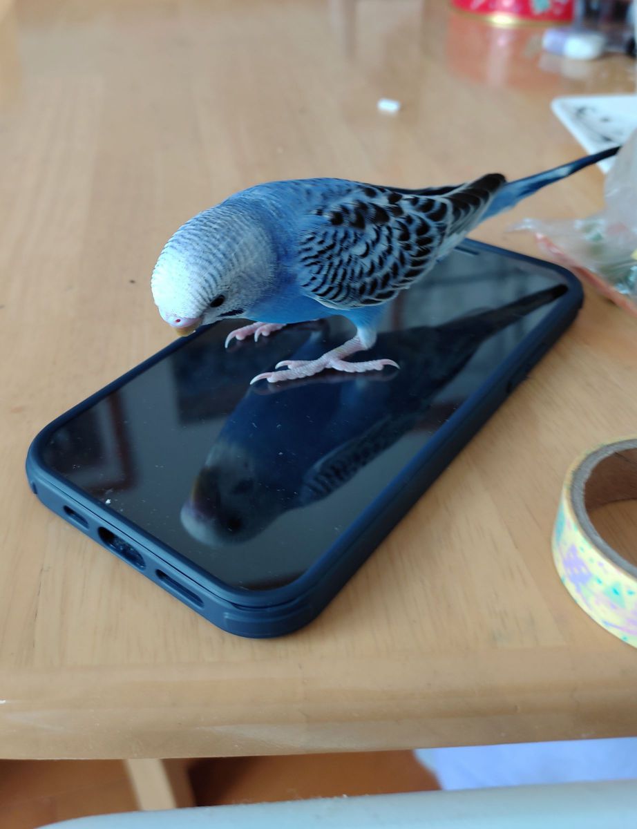 初めての自分 | GANREF