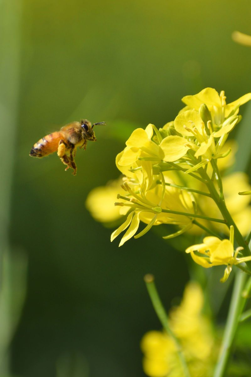 仕事中のミツバチ | GANREF