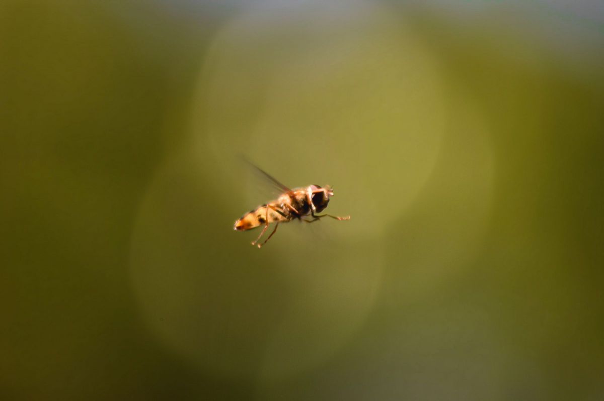 アブをMFで。 | GANREF