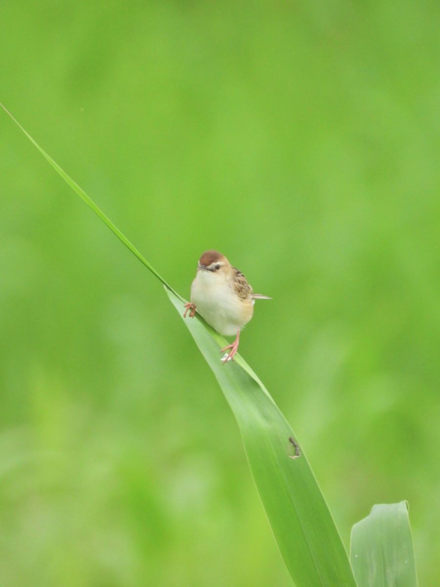 ちょこん | GANREF