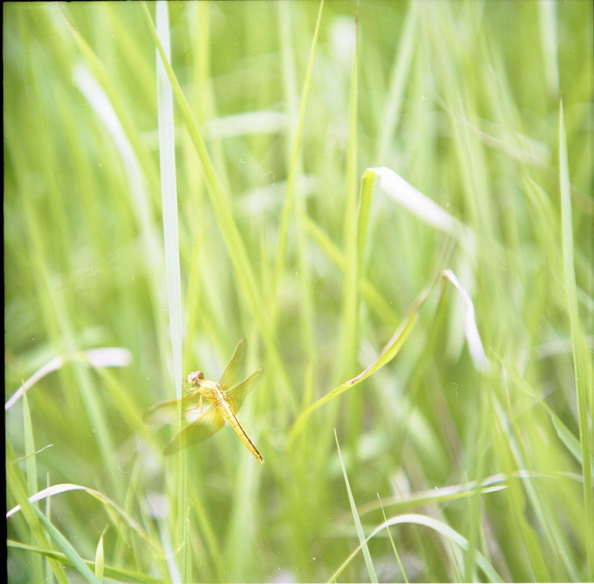 song of grass | GANREF