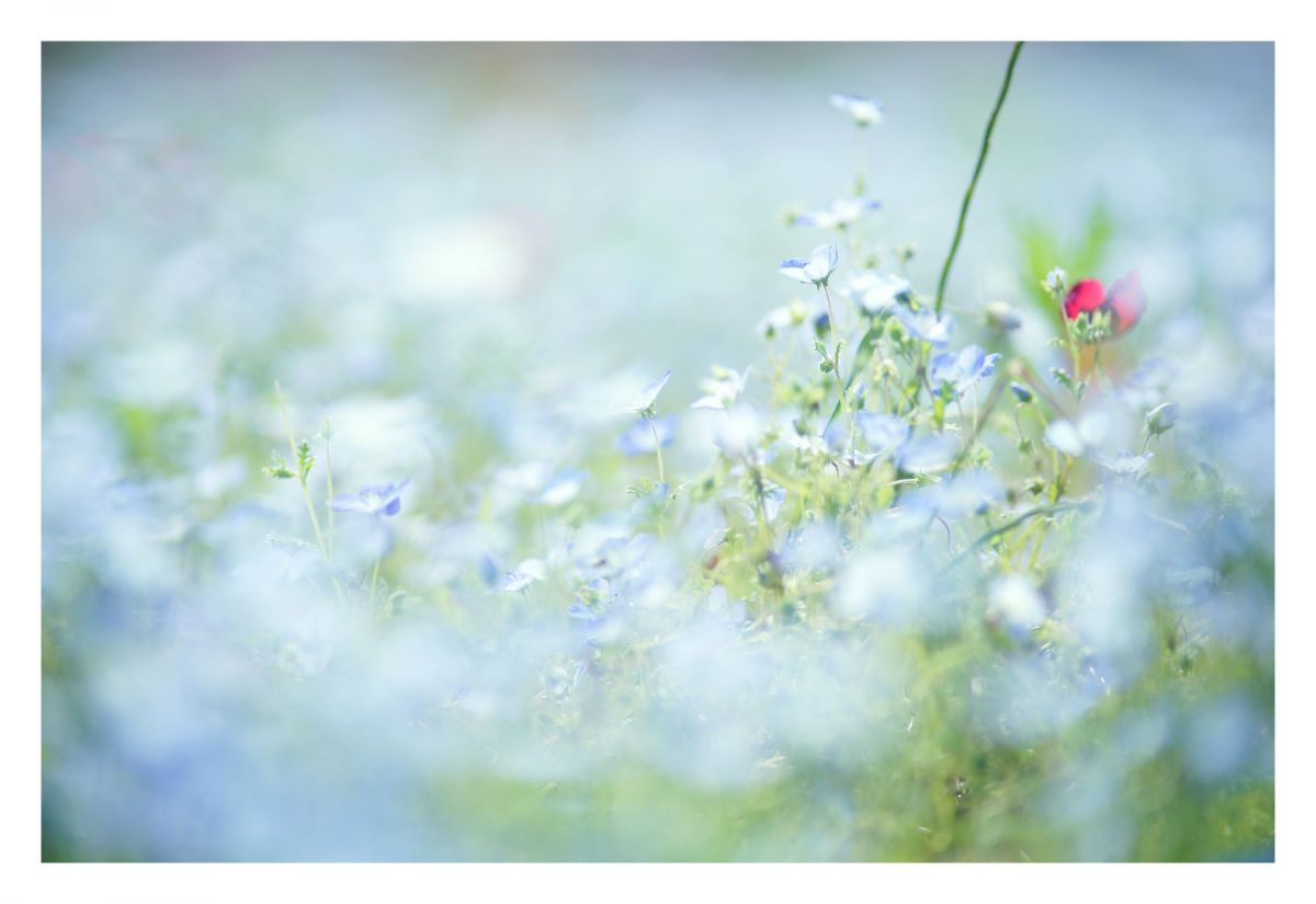 ネモフィラ幻想 | GANREF