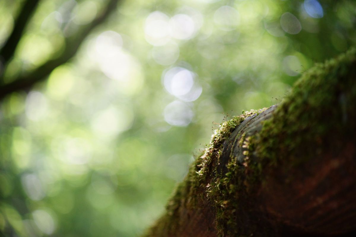 木漏れ日のステージ | GANREF