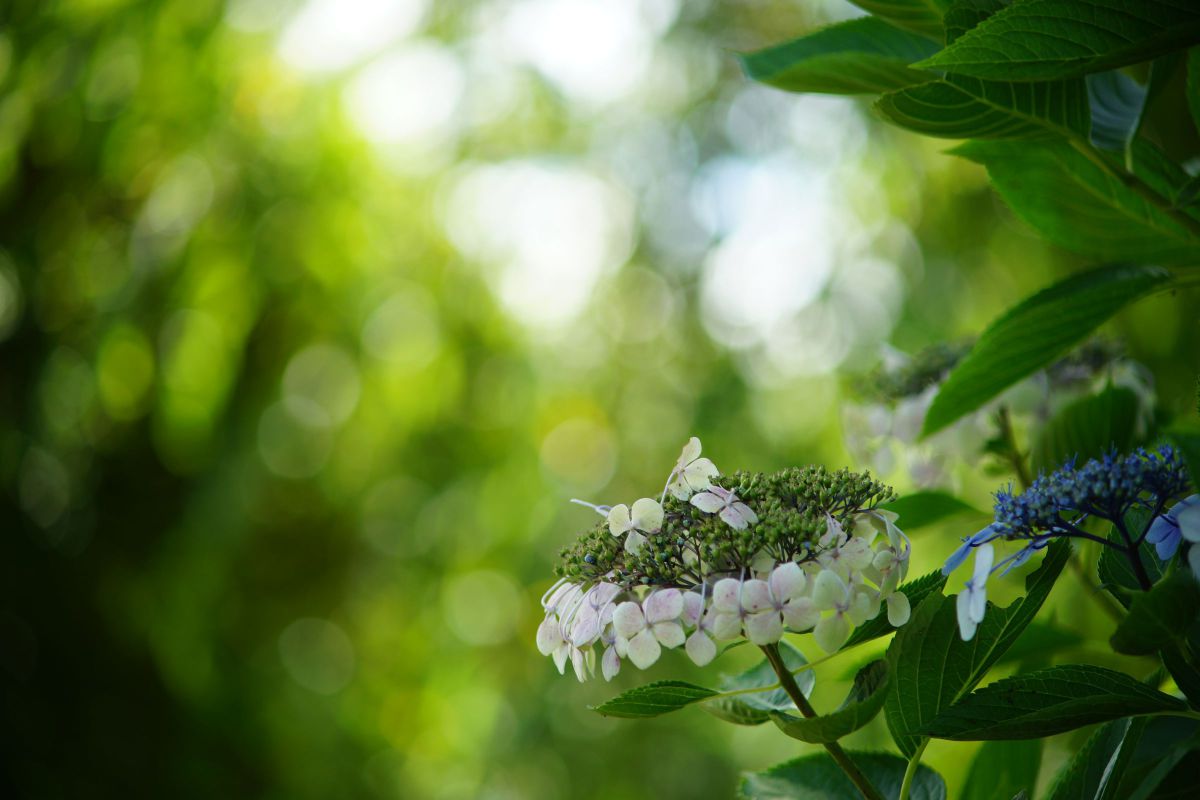 光にほどける記憶 | GANREF