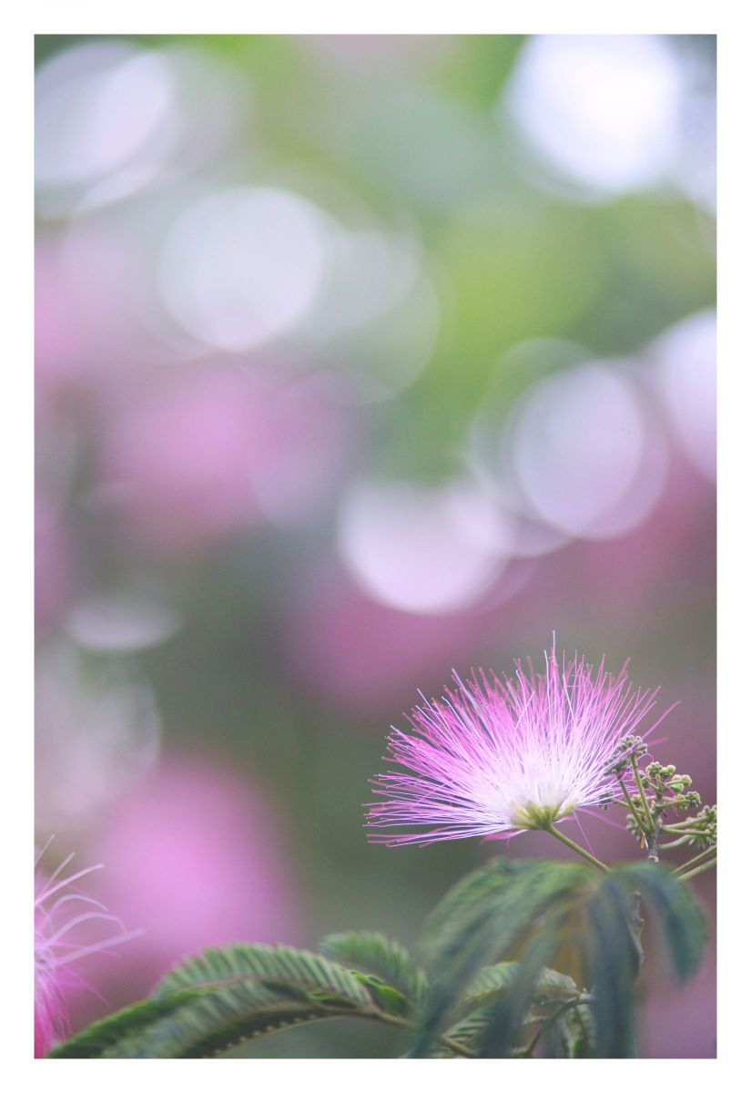 ねむの木 | GANREF