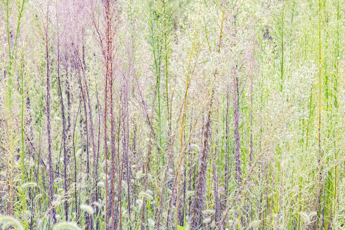 くさぼうぼう | GANREF