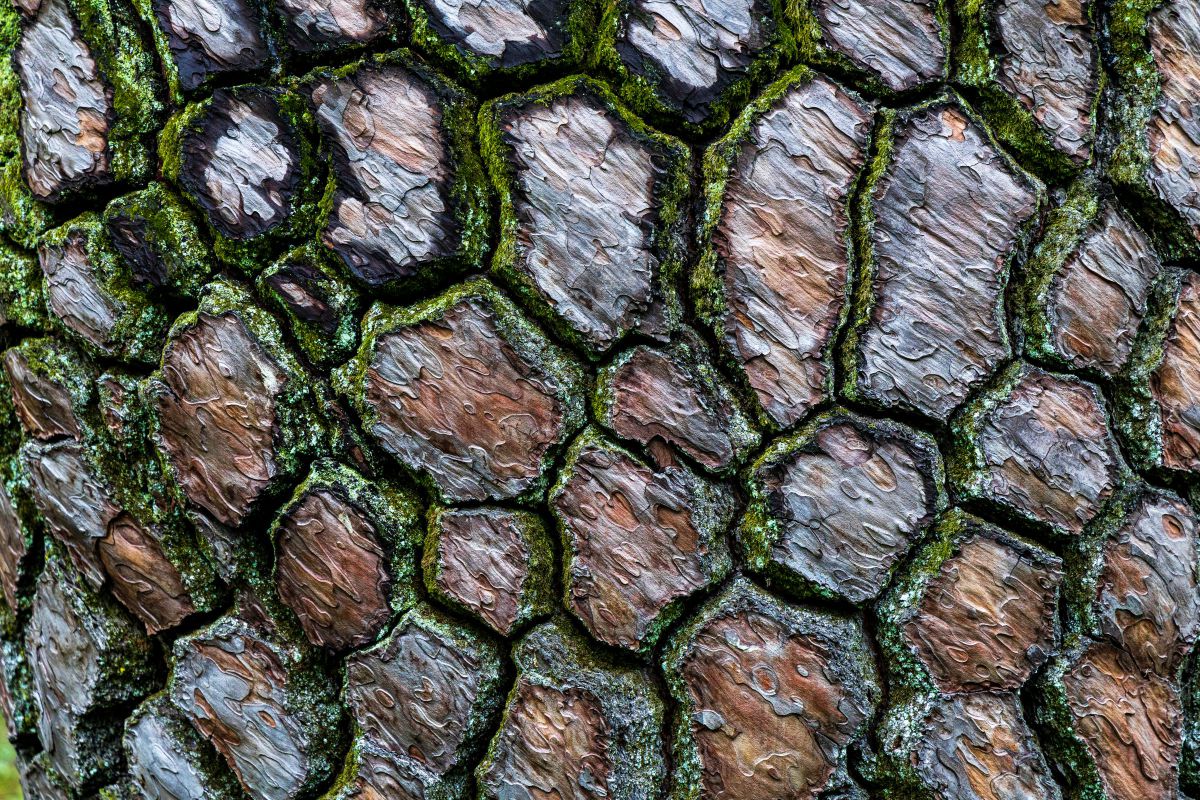 石垣紋様 | GANREF