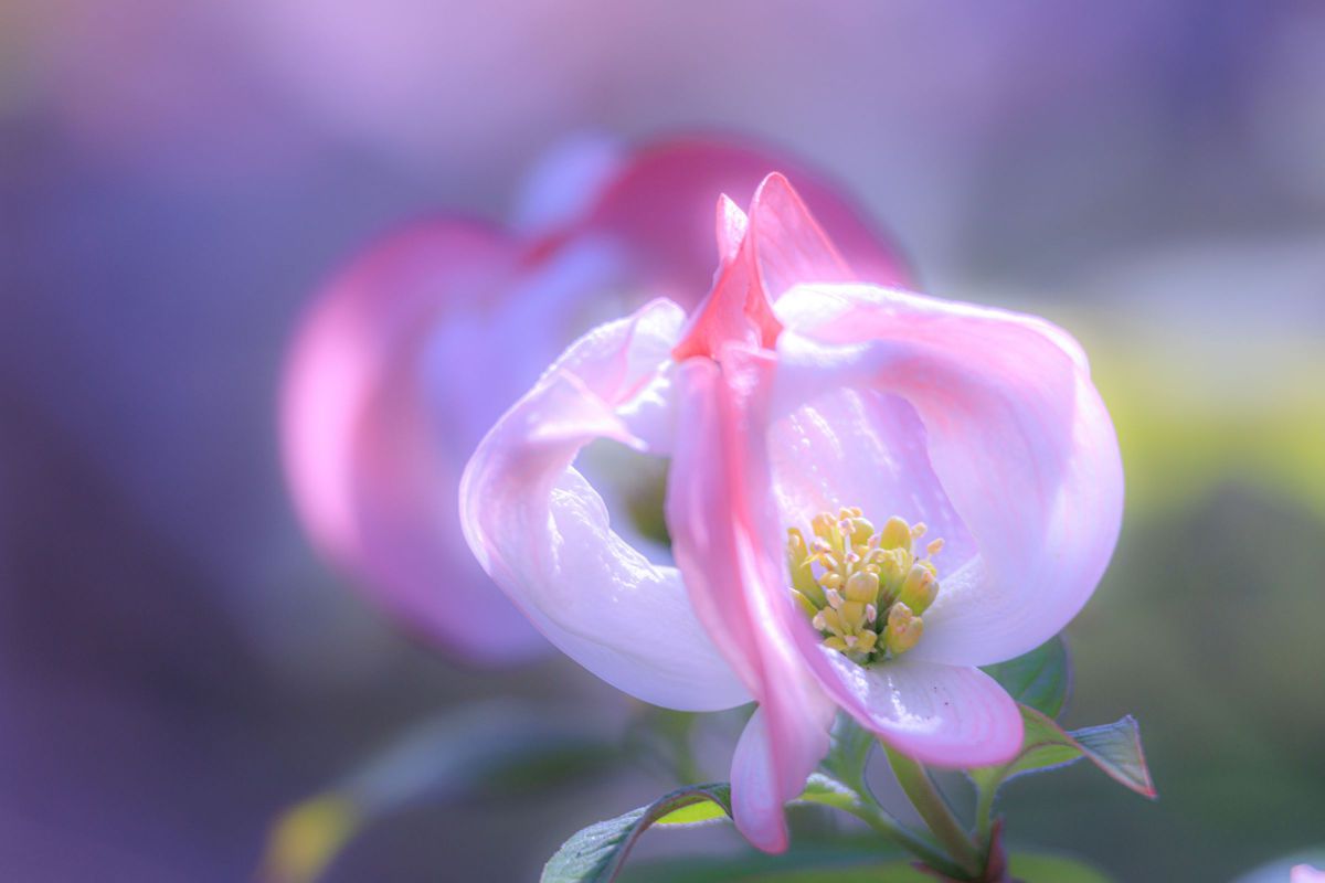 初恋はパステルカラー | GANREF