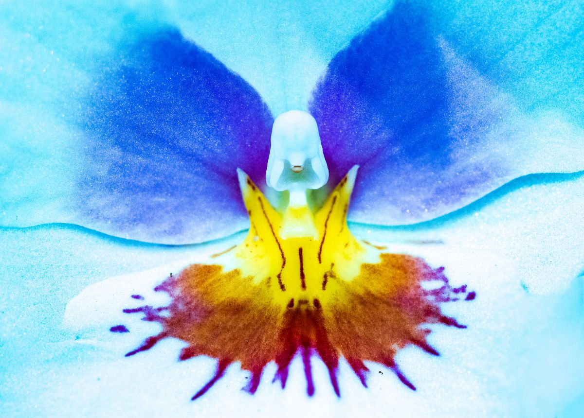 蘭に潜む妖精. | GANREF