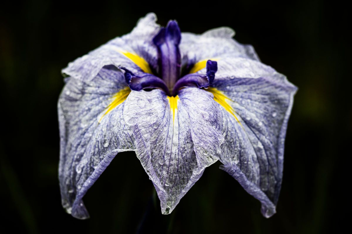 萎れ逝く華 | GANREF