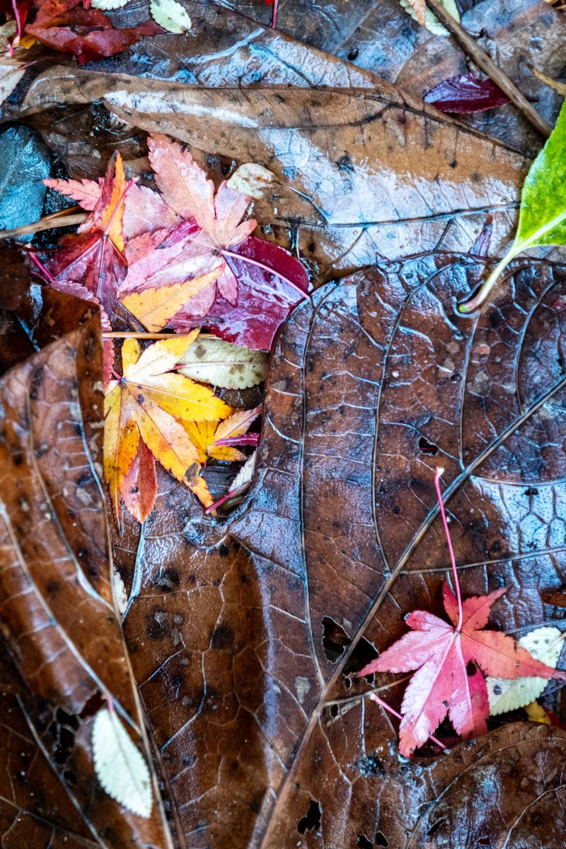 濡れ落ち葉 | GANREF