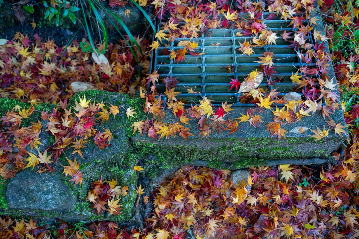 師走の緑 | GANREF