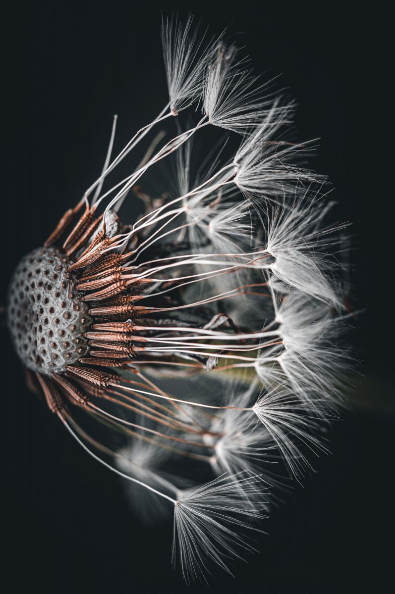 おかくらげ | GANREF