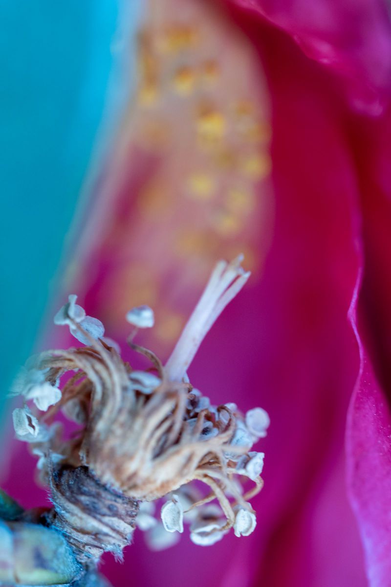 失せ逝く艶 | GANREF