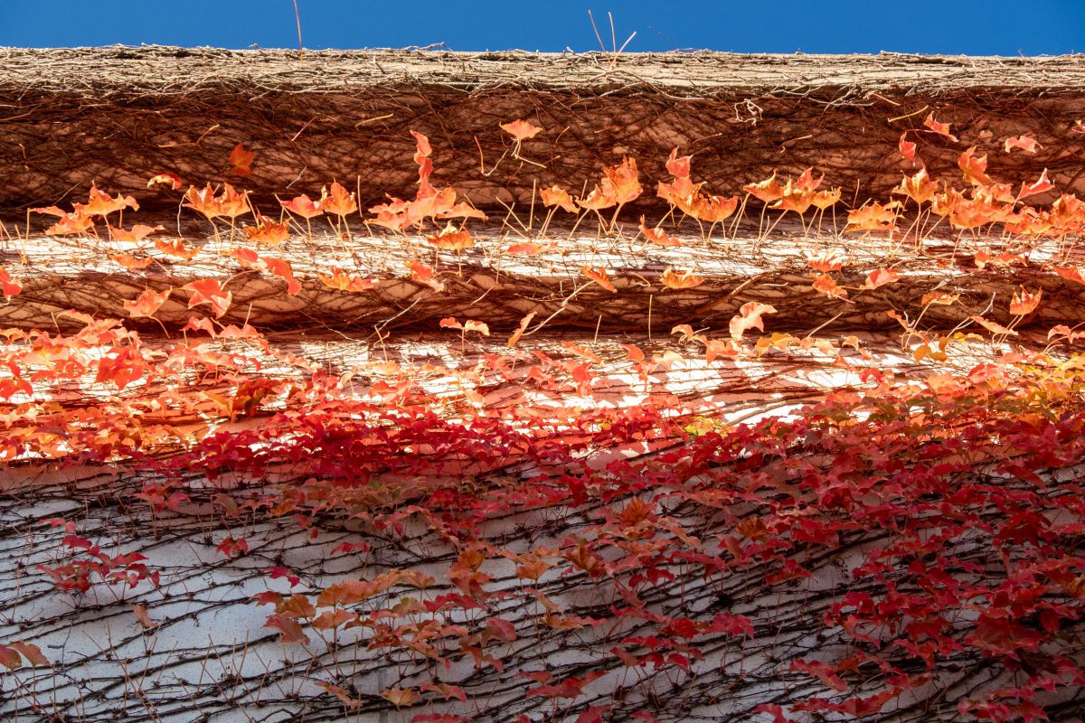 秋天の青空 | GANREF