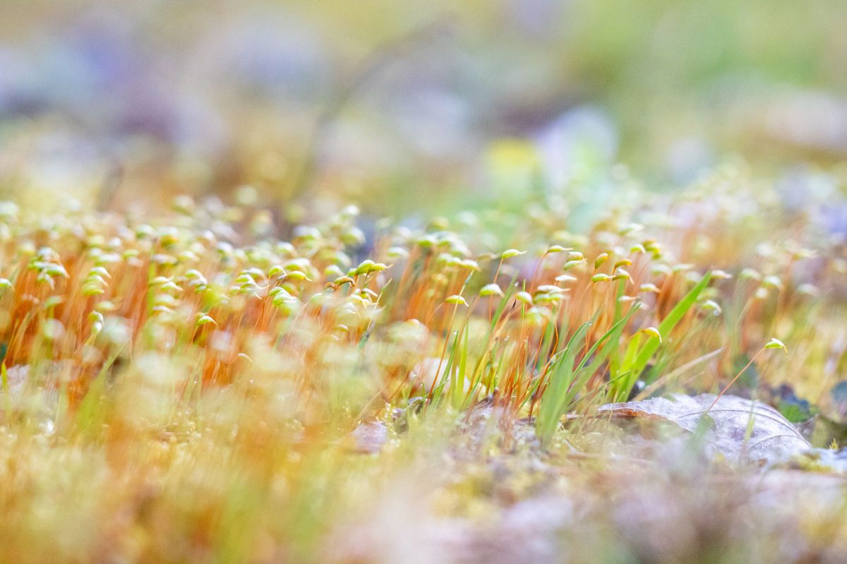 春めく大地 | GANREF