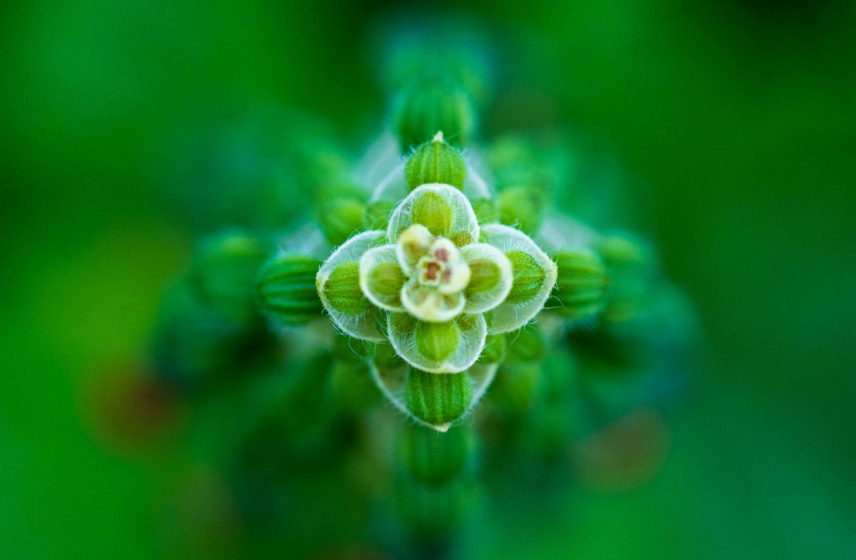 flower core | GANREF